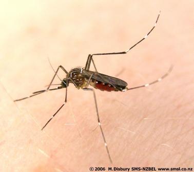 Mosquitoes in New Zealand, simple ways to get rid of mosquitoes.